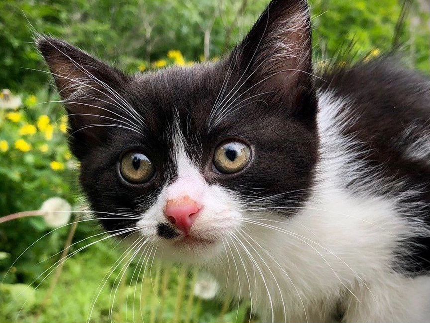 Котенок девочка в добрые руки