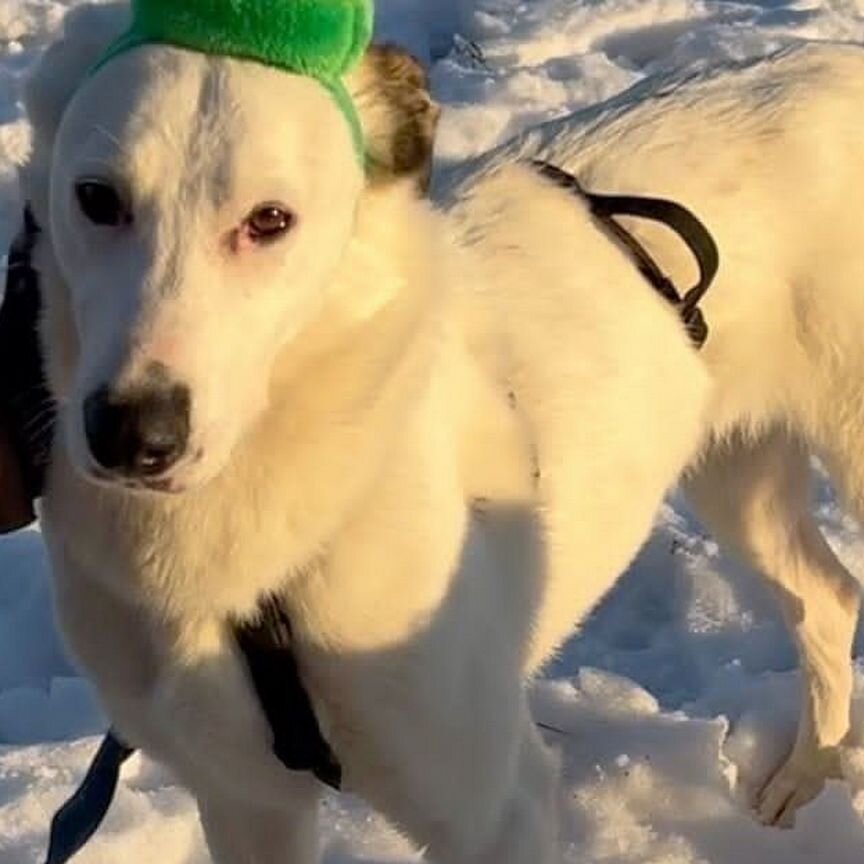 Юкки ждал новогоднего чуда