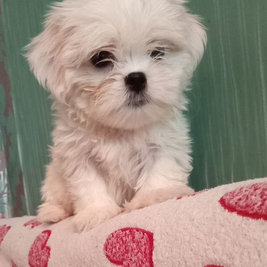 Детки мальтезе