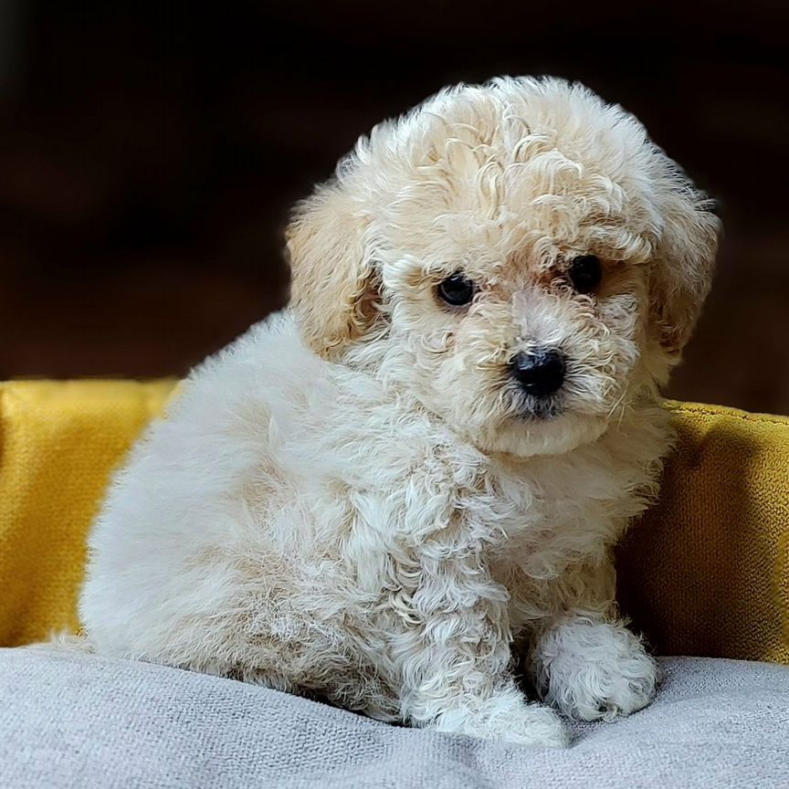 Мальтипу, щенок