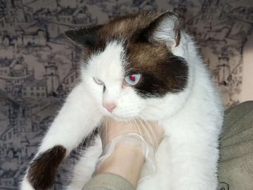 Котик в добрые руки