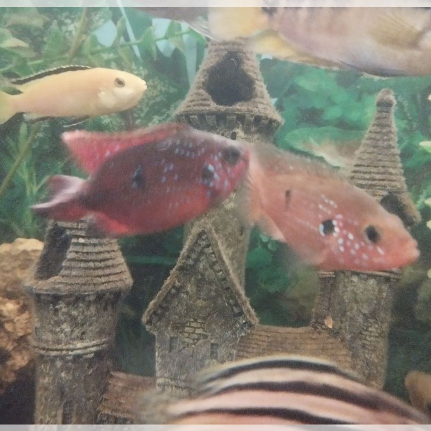 Хромис лифалили балон