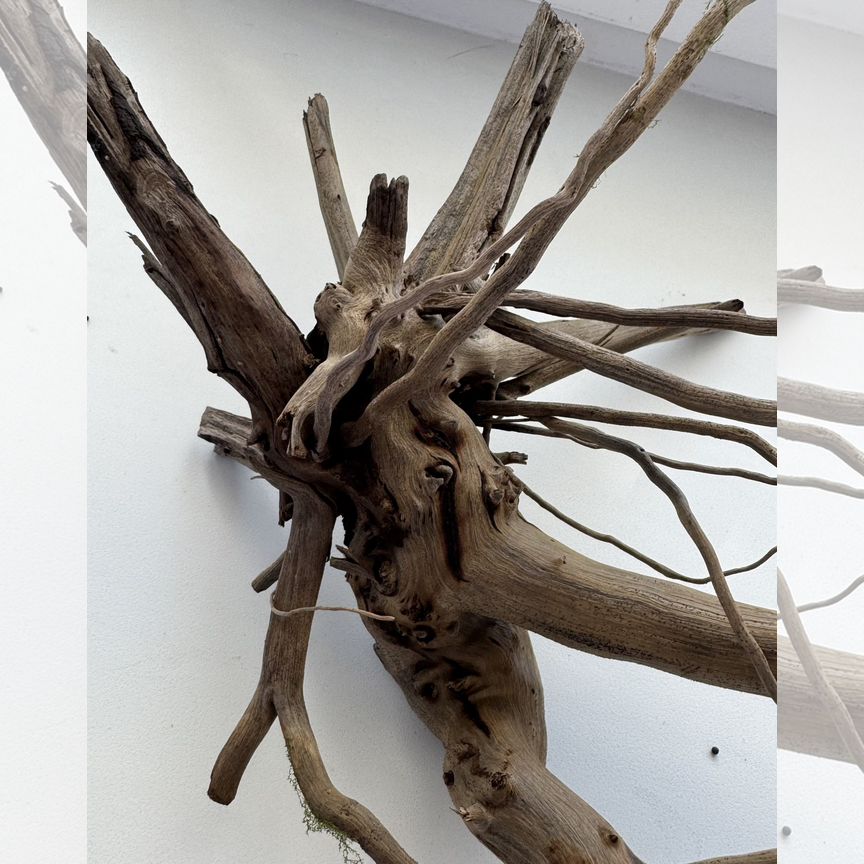 Коряга в аквариум