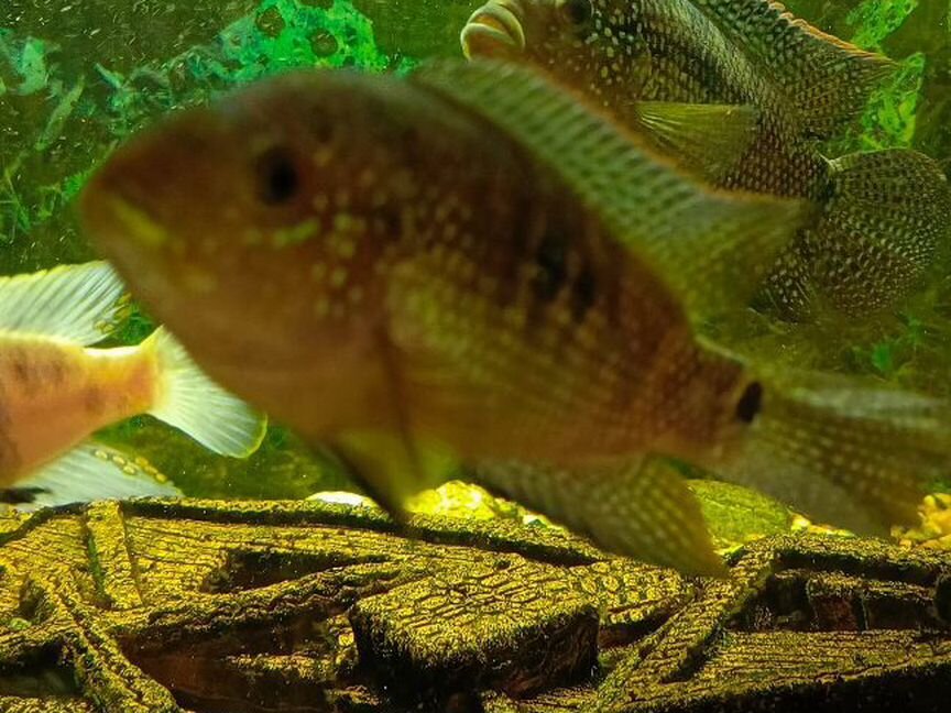 Восьмиполосая цихлазома