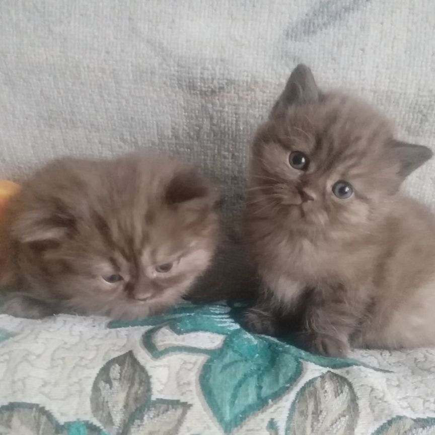 Шотландский прямоухий длинношёрстный котёнок