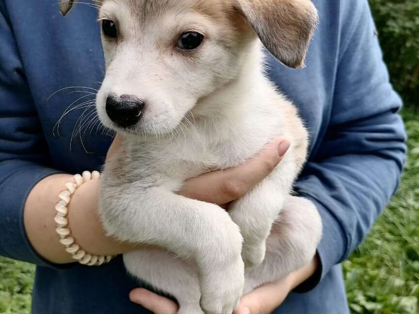 Верные хвостатые