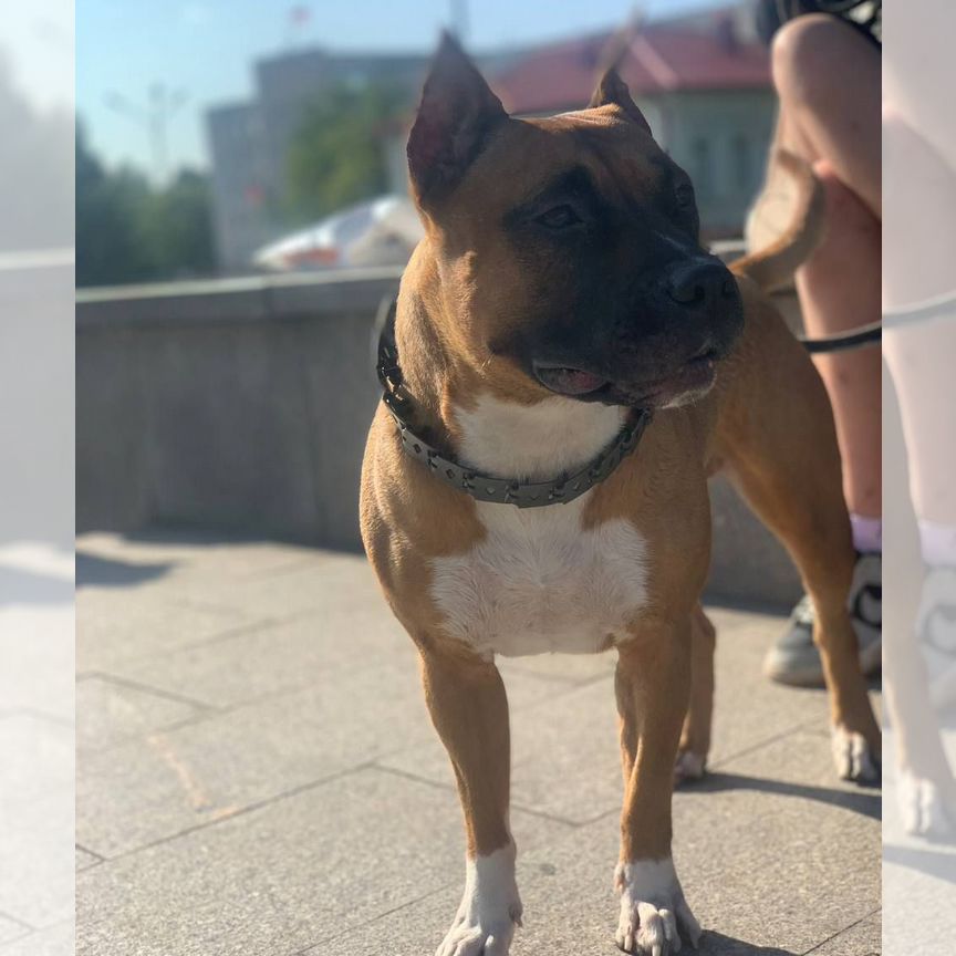 Американский стаффордширский терьер, взрослая собака