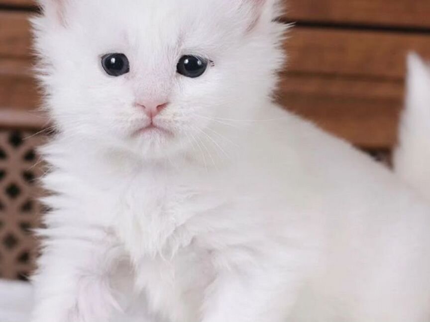 Котята мейкун