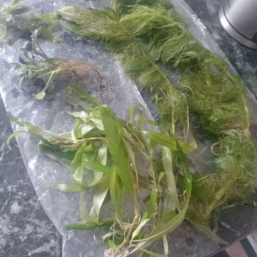 Аквариумные растения анубиас и др