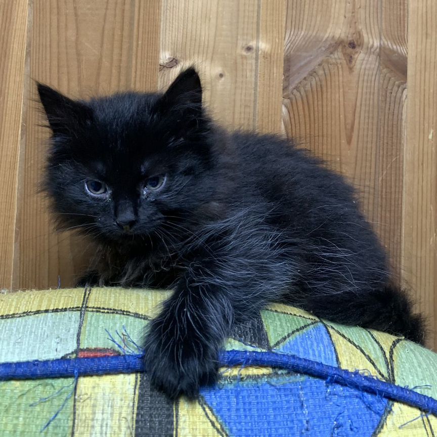 Бесплатно отдадим котёнка