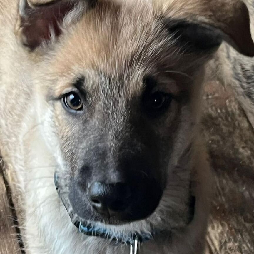 Щенок Рембо в добрые руки