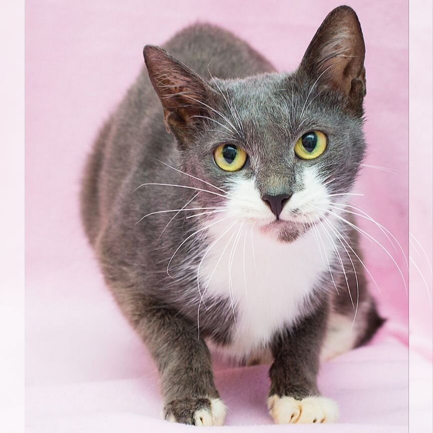 Русский голубой котёнок