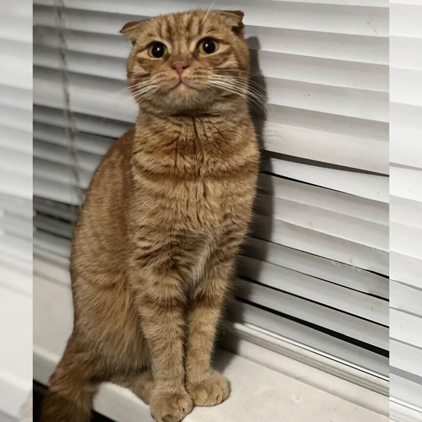 Шотландский рыжий кот в добрые руки