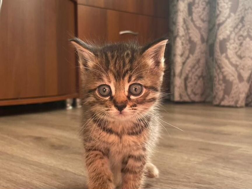 Котята в добрые руки бесплатно