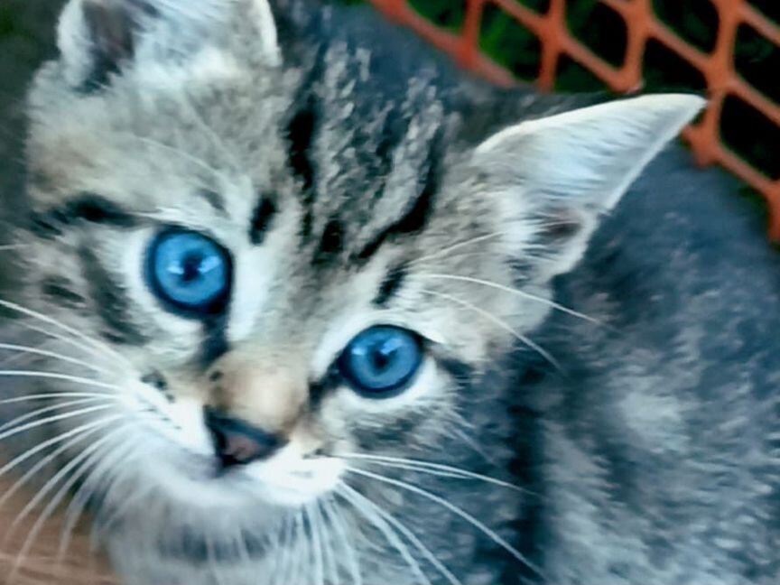 Котята в добрые руки в дар