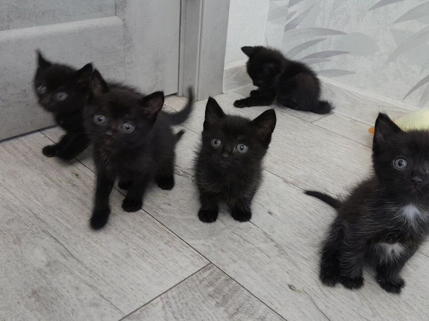 Котята в добрые руки