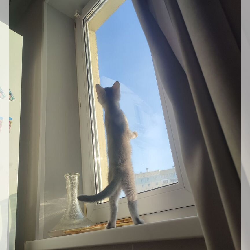 Шотландский прямоухий короткошёрстный котёнок