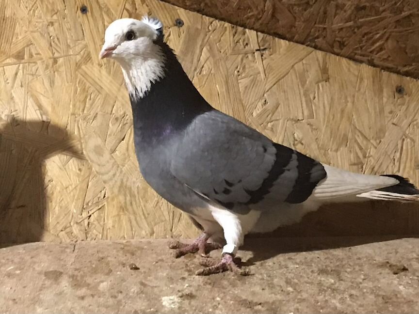 Сербские голуби