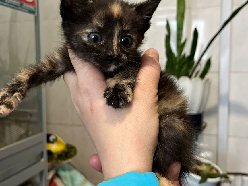 Котенок в добрые руки