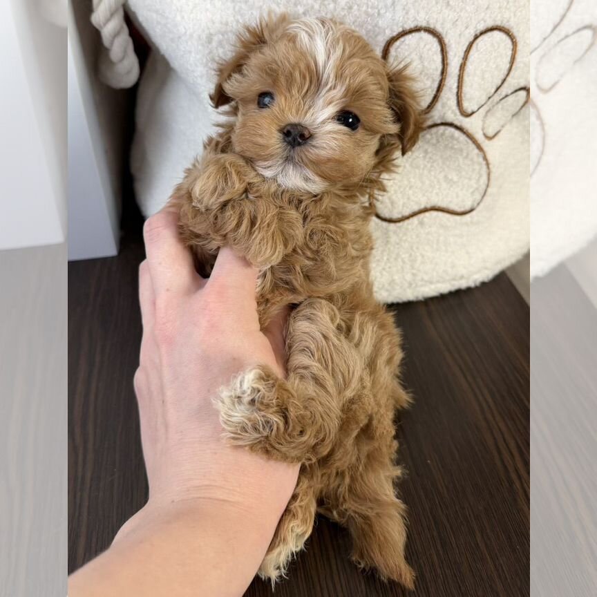 Мальтипу, щенок