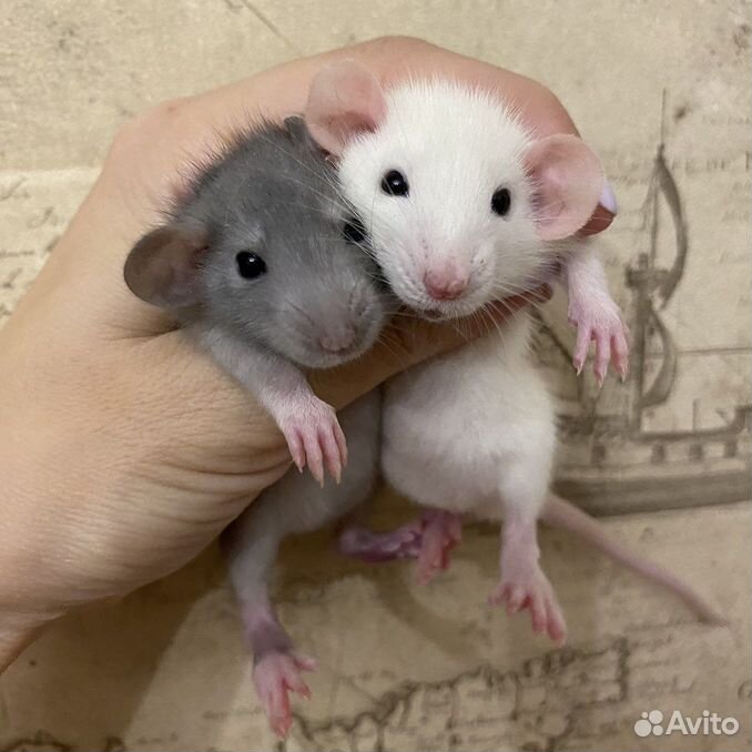 Ручные Крысята дамбо много окрасов