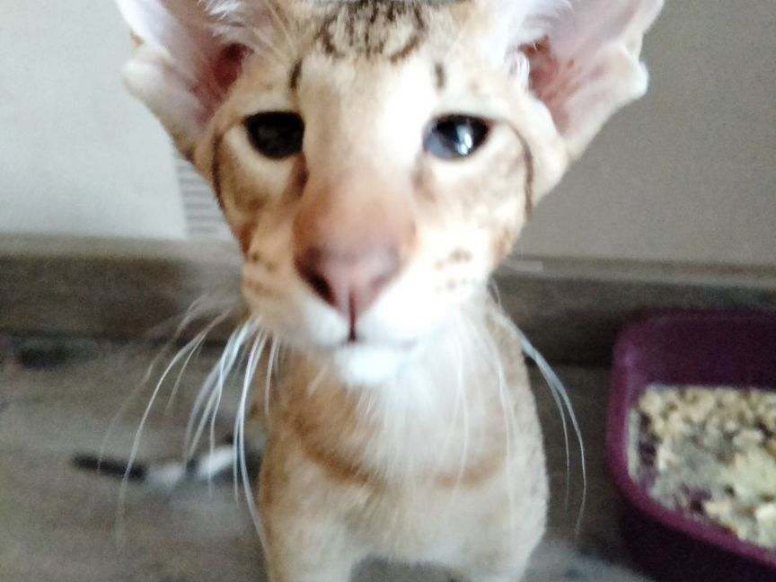 Ориентальные котята без документов