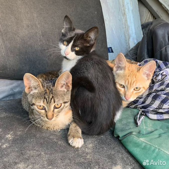 Брутальные котята с завода
