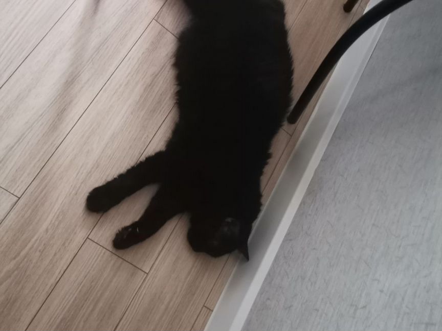 Кот в добрые руки безвозмездно