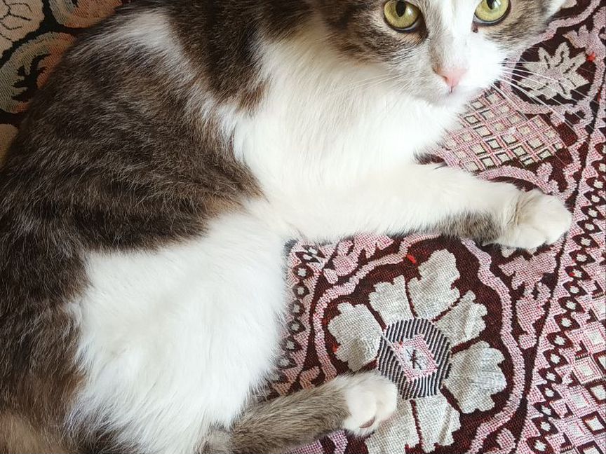 Кошка в добрые руки