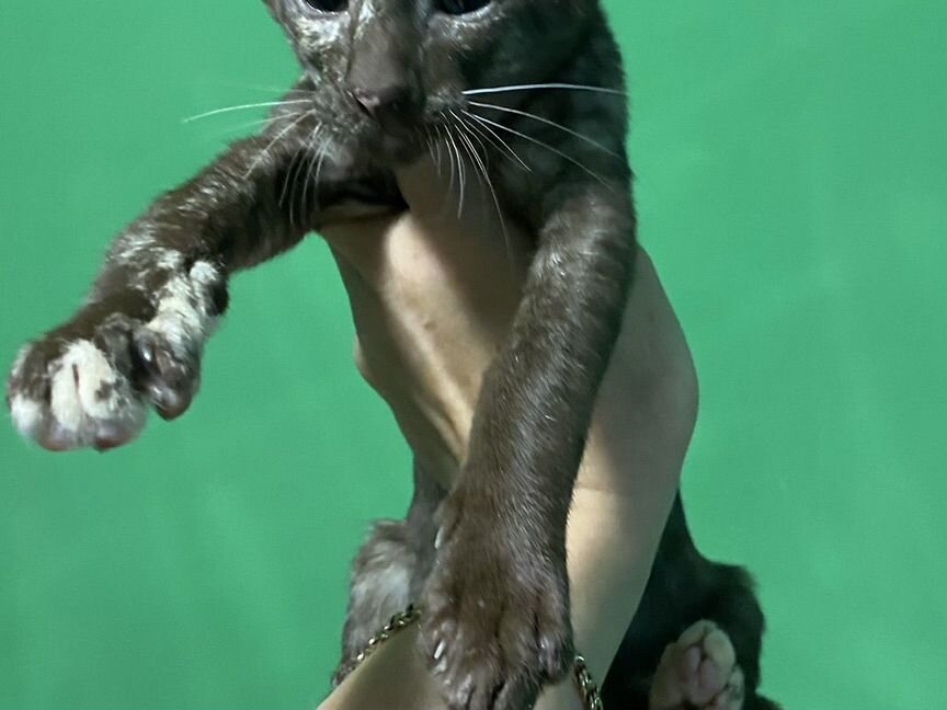 Ориентальная