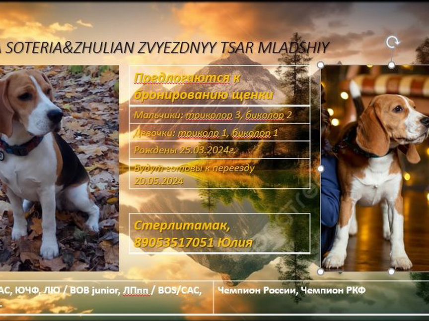 Щенки породы бигль