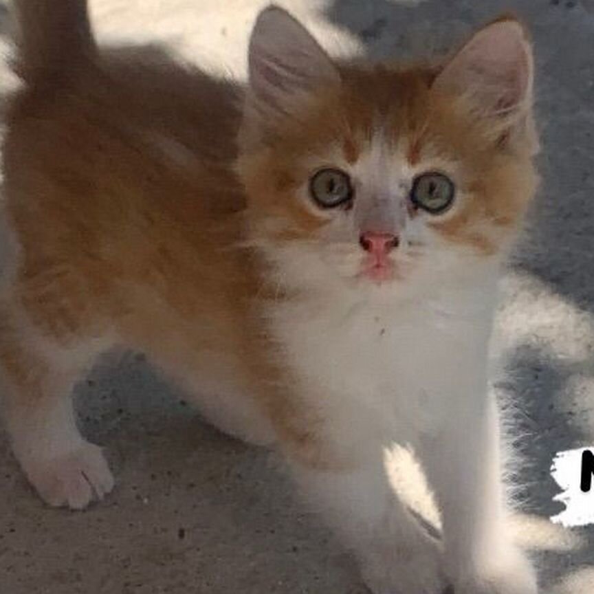 Отдам котяток бесплатно