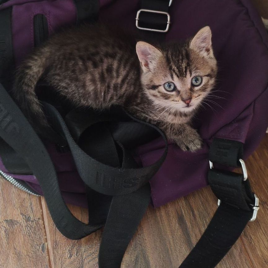 Британский короткошёрстный котёнок