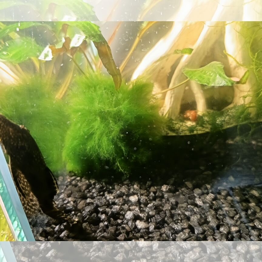 Водоросли для аквариума