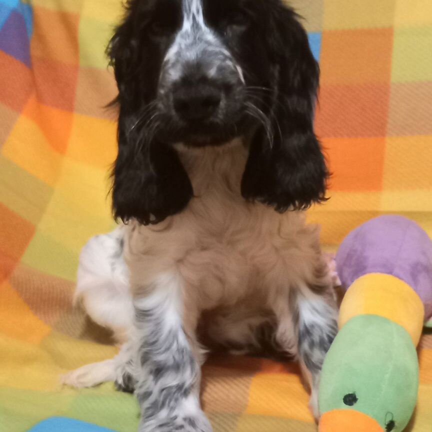 Очаровательнй мальчишка кокеренок