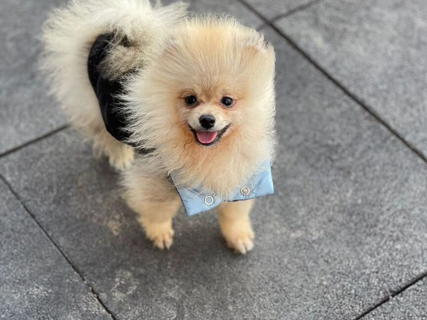 Собака щпиц щенок