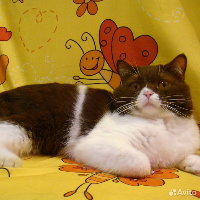 Британский котик Тимоша
