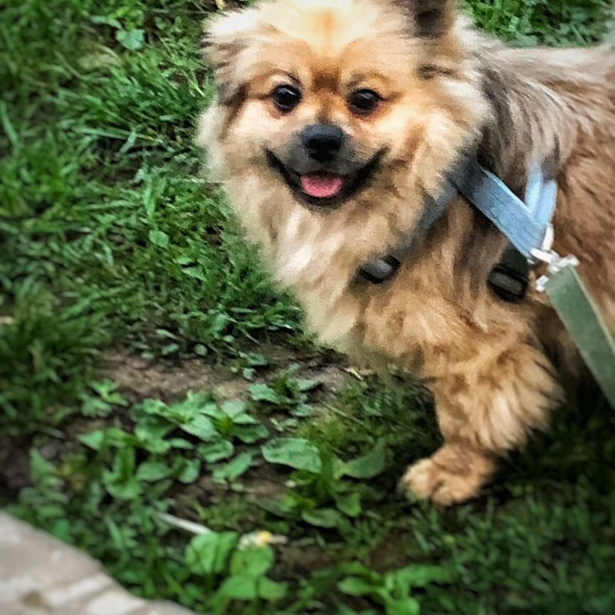 Тучка радости в добрые руки