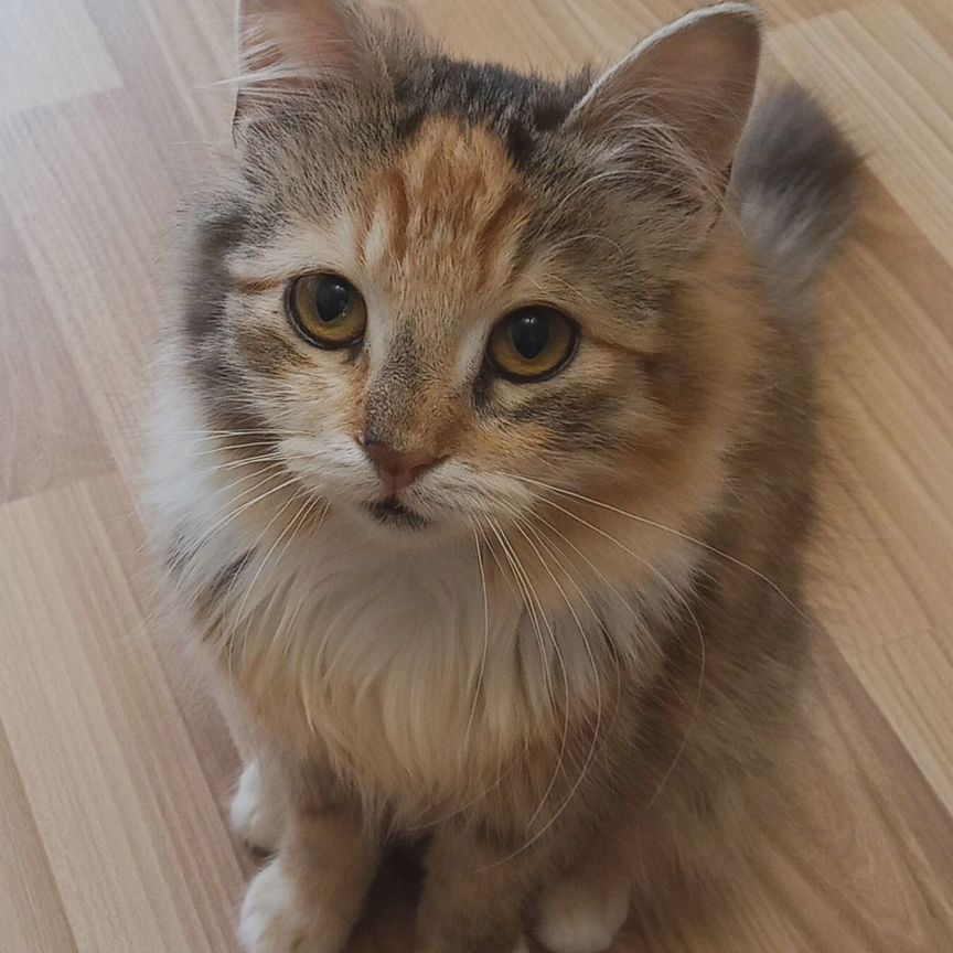 Кошечка