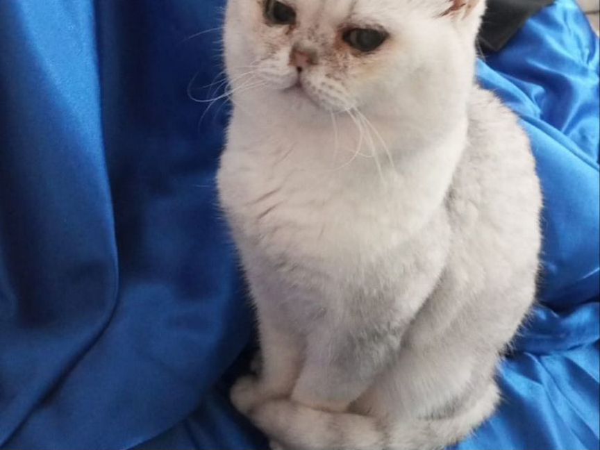 Отдам кота в добрые руки