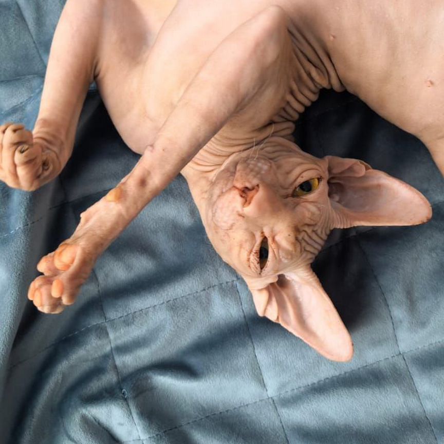 Донской сфинкс котёнок