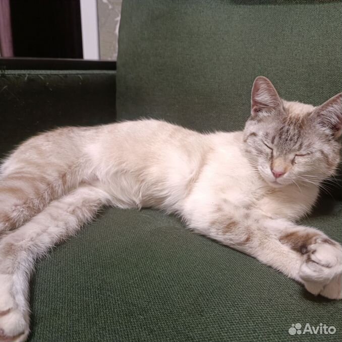 Кошка охос азулес