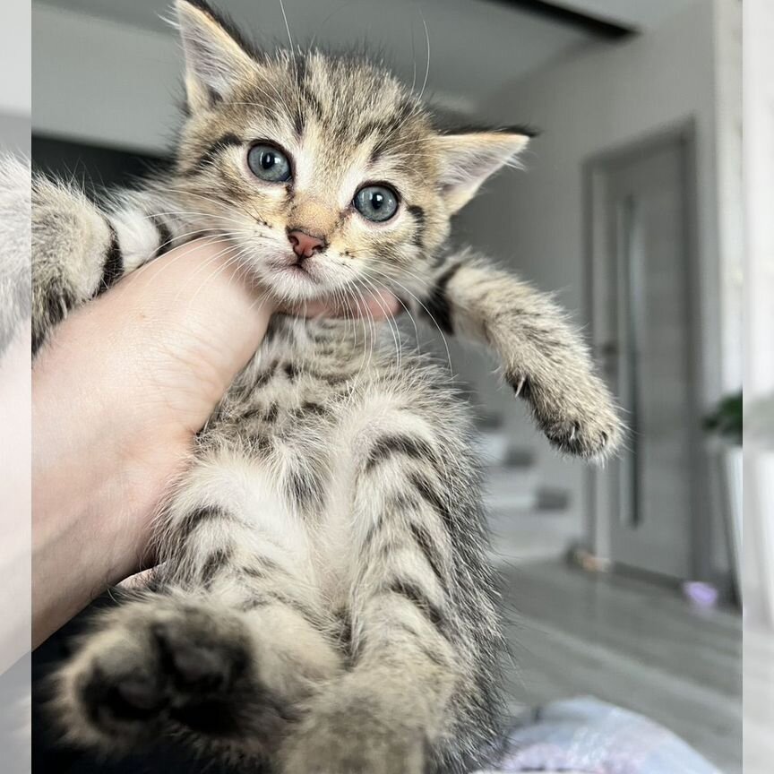 Британский короткошёрстный котёнок
