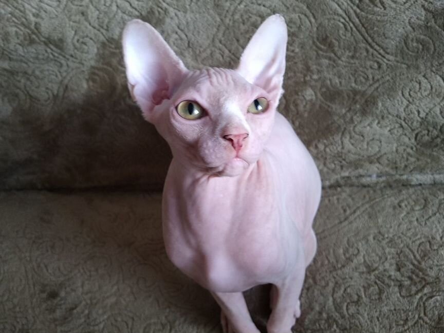 Канадский сфинкс