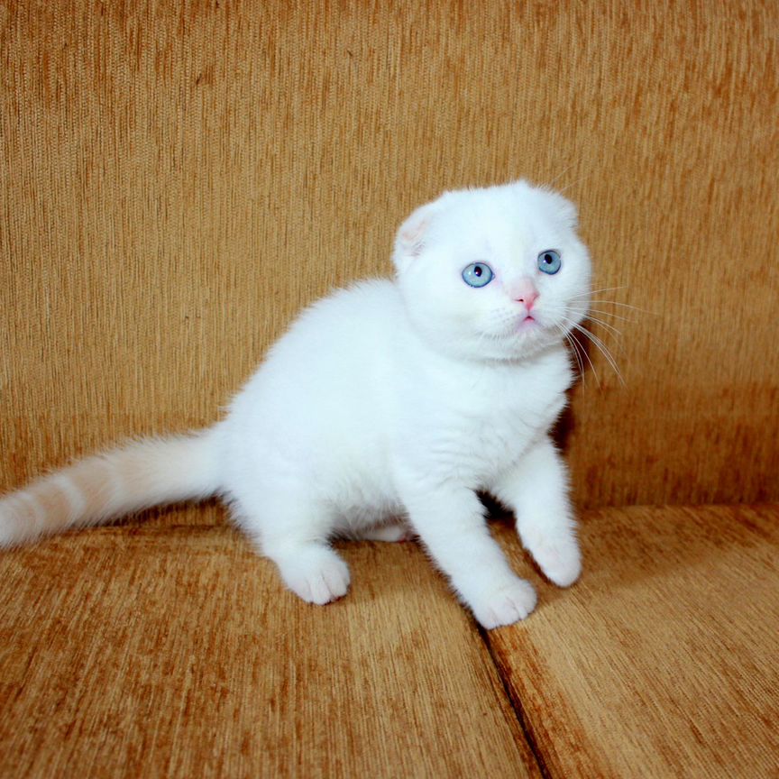 Шотландские котята (вислоухие и страйты)