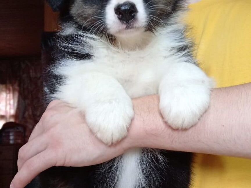 Щенки австралийской овчарки аусси