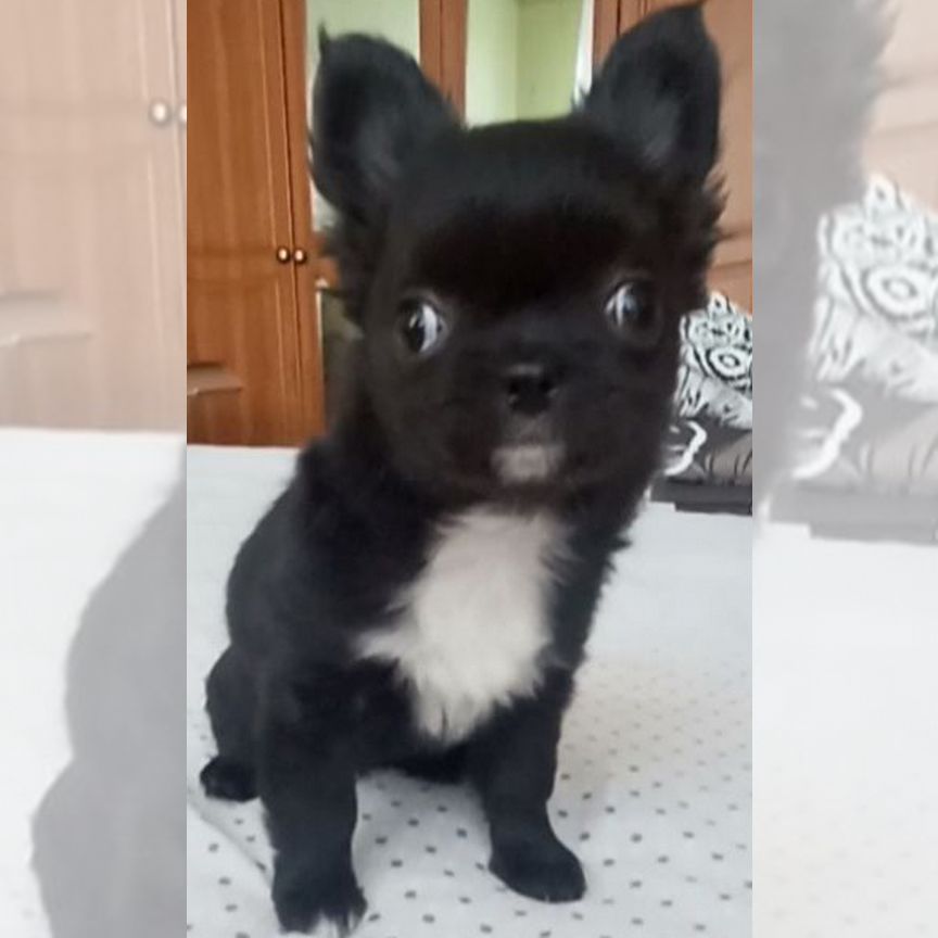 Чихуахуа, щенок