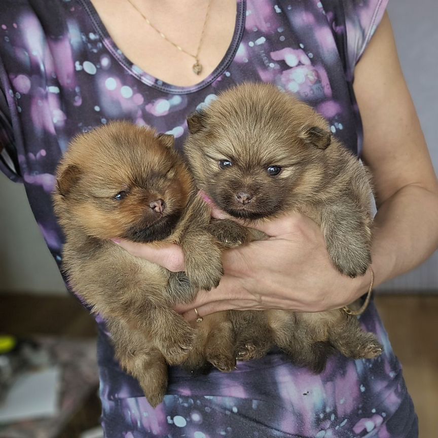 Померанский шпиц мальчики