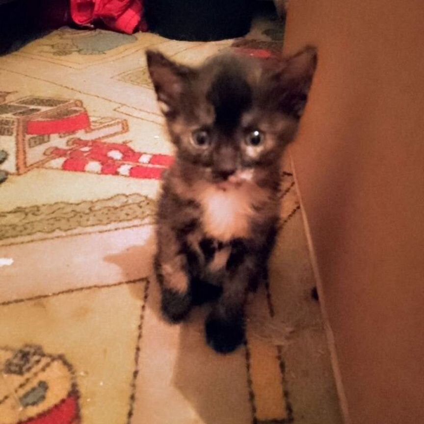 Котята в добрые руки 1 месяц