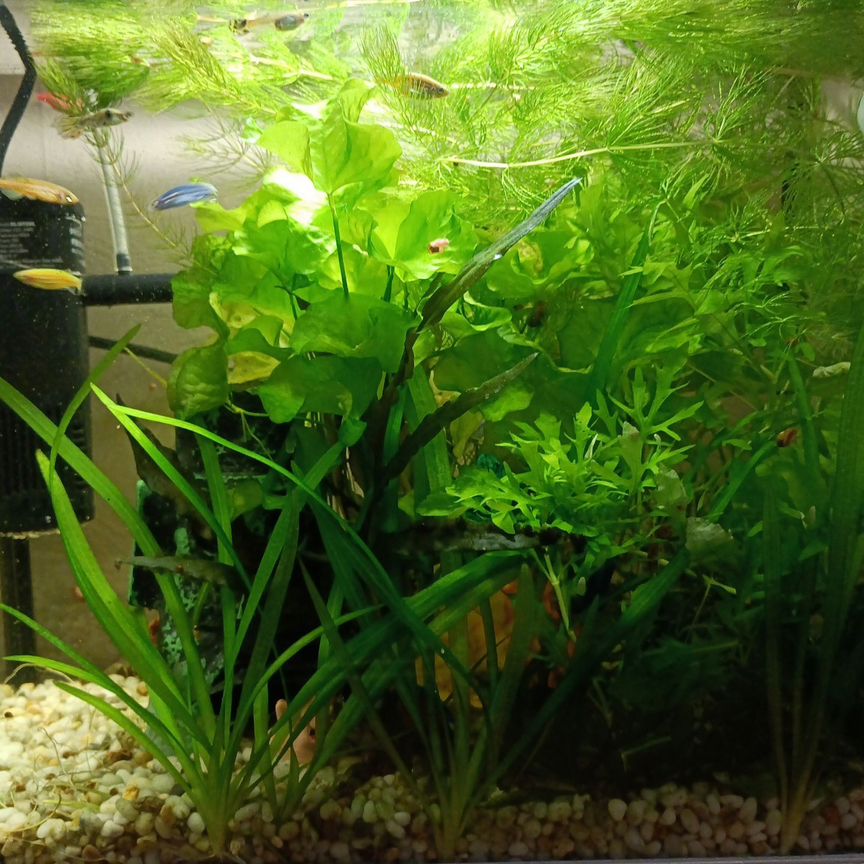 Трава для аквариума
